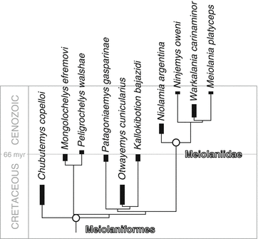 Meiolaniforms: An Extinct Lineage of Turtles of Gondwanan Origin ...