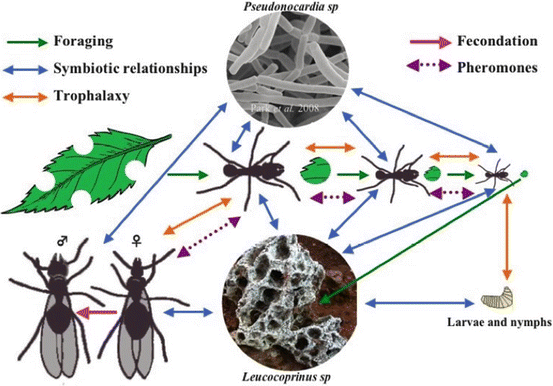 Leaf-Cutting Ants, Biology and Control | SpringerLink