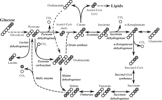 Fluxomics | SpringerLink