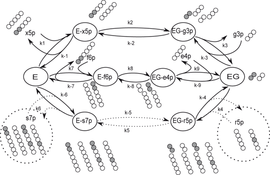 Fluxomics | SpringerLink