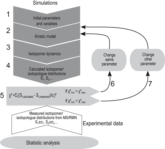 Fluxomics | SpringerLink