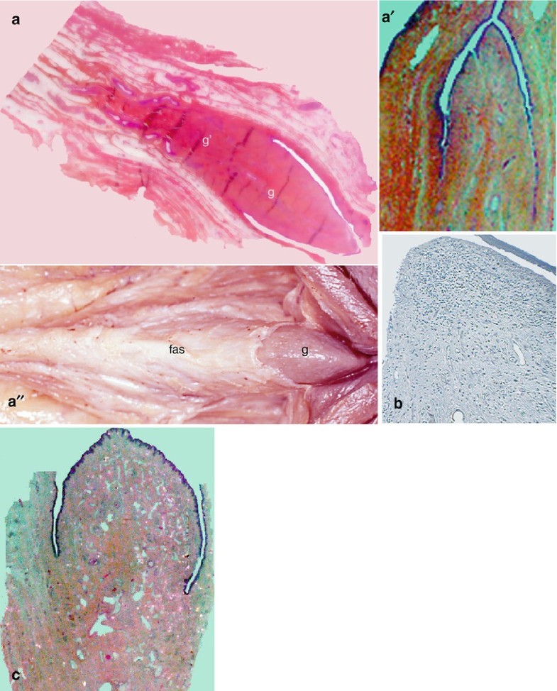External Morphology of the Clitoris | SpringerLink
