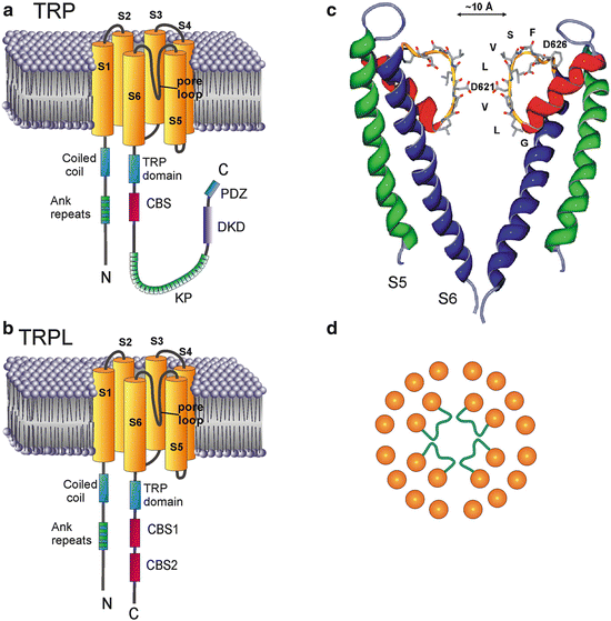 Photosensitive TRPs | SpringerLink