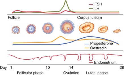 Physiology of Ovulation | SpringerLink