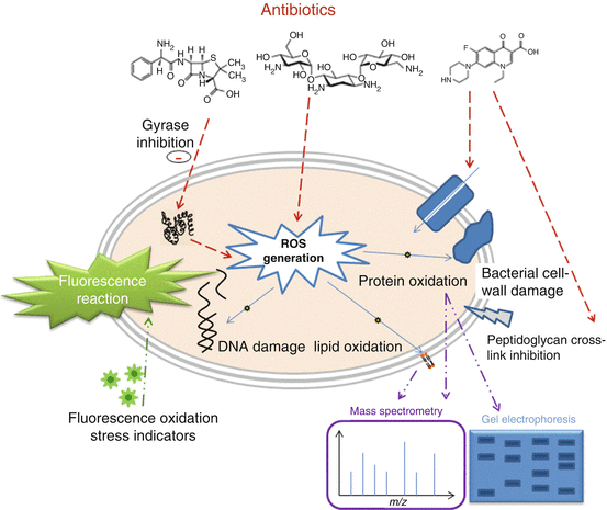Oxidative Stress and Antibiotic Resistance in Bacterial Pathogens ...