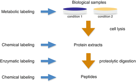 Stable Isotope Labeling by Amino Acids in Cell Culture (SILAC) for Quantitative Proteomics ...