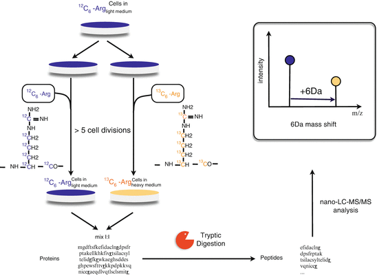 Stable Isotope Labeling by Amino Acids in Cell Culture (SILAC) for Quantitative Proteomics ...