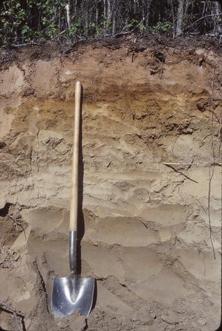 Ochric Epipedon | SpringerLink