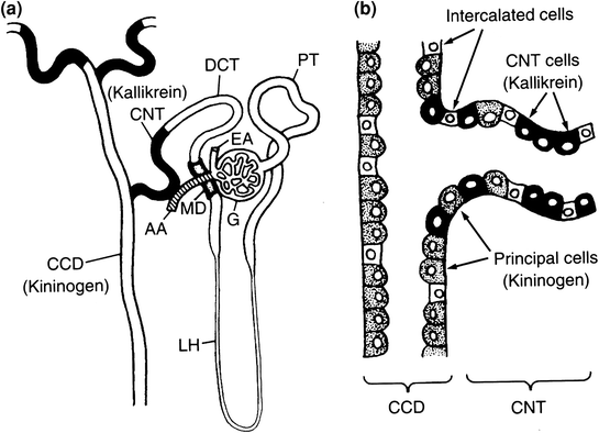 Renal (Tissue) Kallikrein-Kinin System in the Kidney and Novel ...