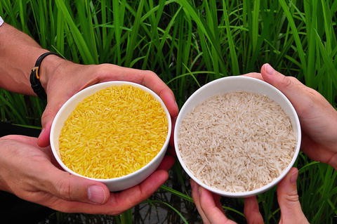 Biofortification: Vitamin A Deficiency and the Case for Golden Rice ...