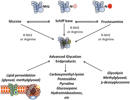 The Axis AGE-RAGE-Soluble RAGE and Oxidative Stress in Chronic Kidney ...