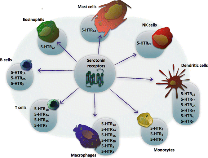 Serotonin Modulation of Macrophage Polarization: Inflammation and ...