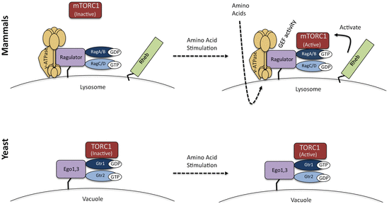 Rag GTPases | SpringerLink