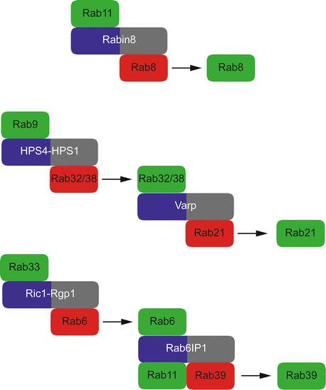 Effectors of Rab GTPases: Rab Binding Specificity and Their Role in ...