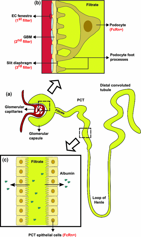 FcRn: From Molecular Interactions to Regulation of IgG Pharmacokinetics ...