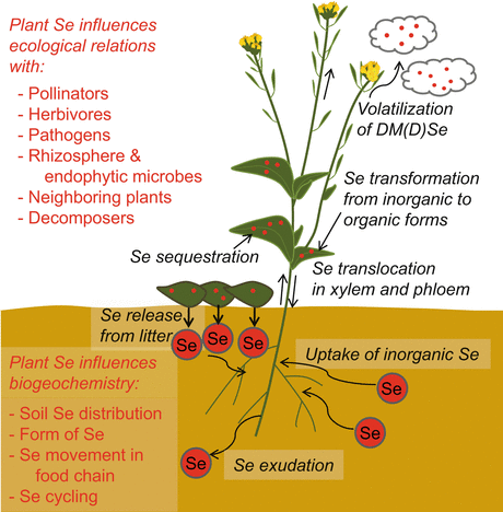 Selenium in Plants | SpringerLink