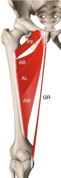 Adductors, Gracilis, and Pectineus | SpringerLink