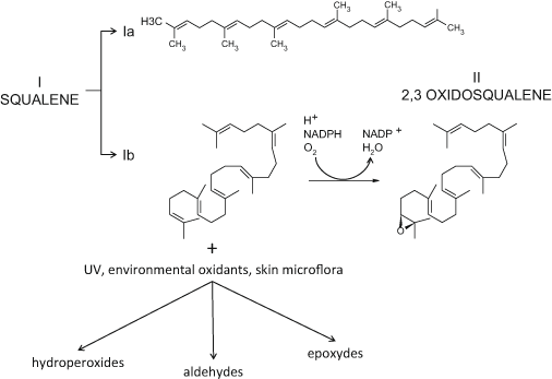 Squalene Chemistry and Biology | SpringerLink