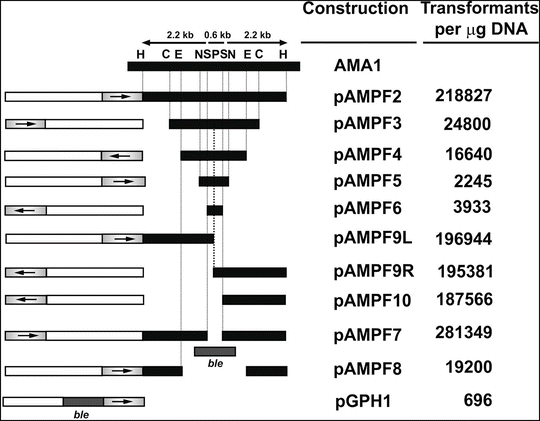 Fungal Transformation: From Protoplasts to Targeted Recombination ...