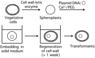 Transformation of Saccharomyces cerevisiae: Spheroplast Method ...