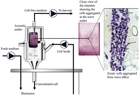 Perfusion Processes | SpringerLink