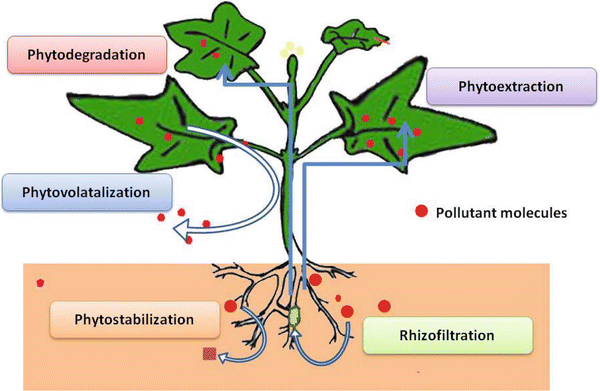 Phytoremediation in Constructed Wetlands | SpringerLink