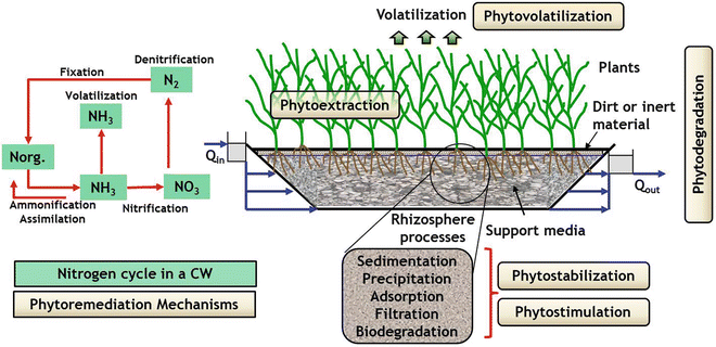 Phytoremediation Using Terrestrial Plants | SpringerLink