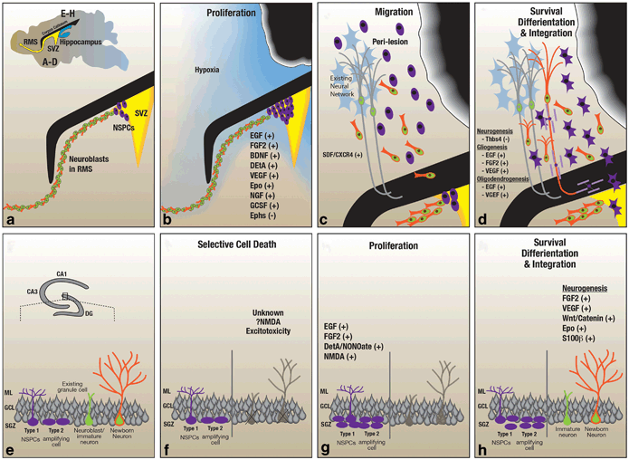 Endogenous Neurogenesis After Traumatic Brain Injury | SpringerLink