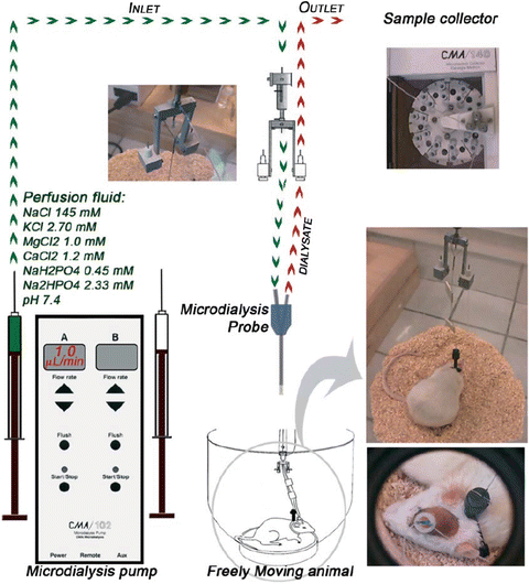 Brain Microdialysis | SpringerLink