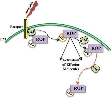 Overview of Small GTPase Signaling Proteins in Plants | SpringerLink
