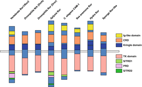 The ROR Receptor Family | SpringerLink