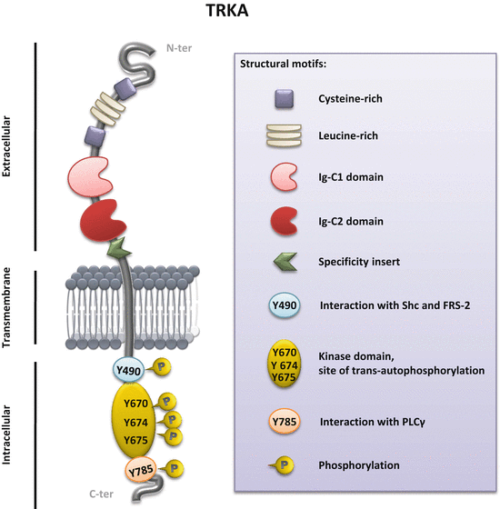 The TrK Receptor Family | SpringerLink