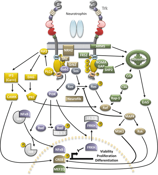 The TrK Receptor Family | SpringerLink