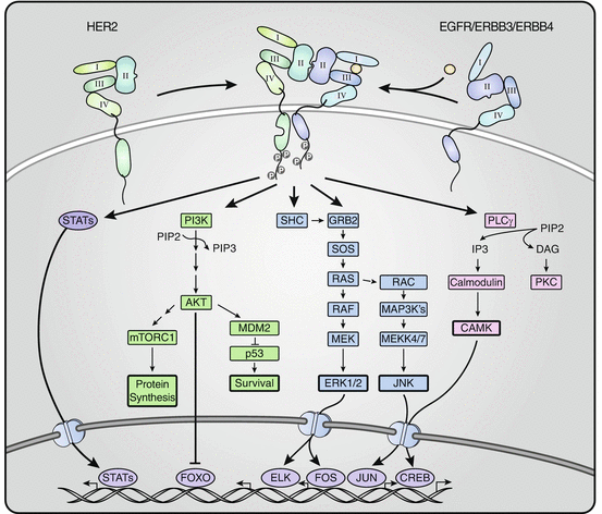 The EGFR/ERBB Receptor Family | SpringerLink