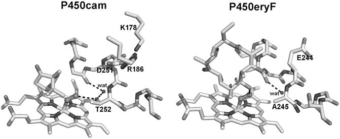 Structures of Cytochrome P450 Enzymes | SpringerLink