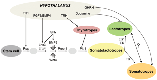 Signaling Pathways Regulating Pituitary Lactotrope Homeostasis and ...