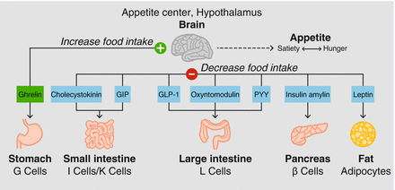 Pathophysiology of Obesity | SpringerLink