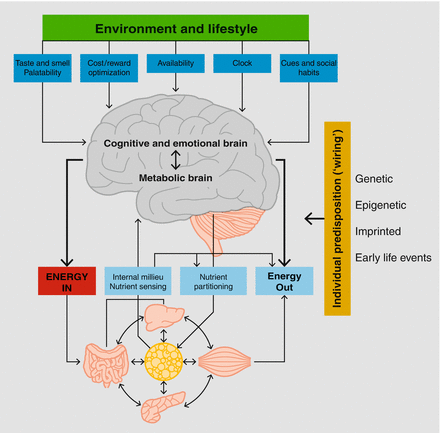 Pathophysiology of Obesity | SpringerLink