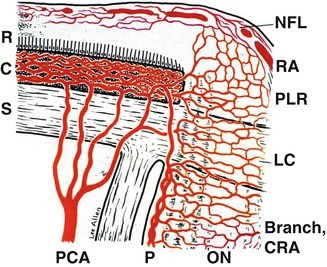 Blood Supply of the Optic Nerve Head | SpringerLink