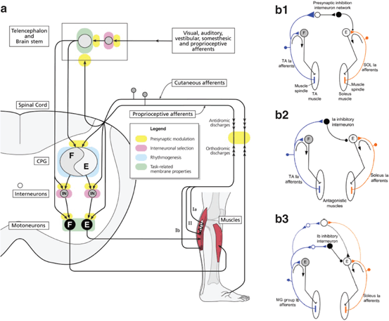 Sensorimotor Integration in the Spinal Cord, from Behaviors to Circuits: New Tools to Close the ...