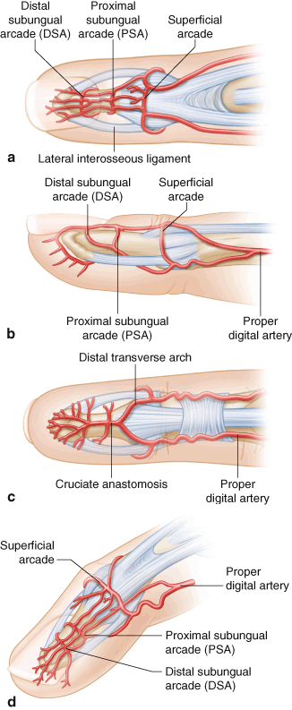Anatomy and Physiology of the Fingertip | SpringerLink