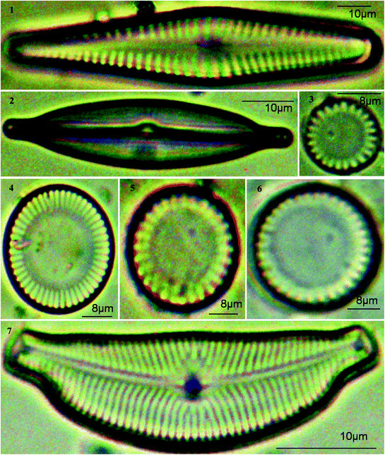Diatom Indices and Water Quality Index of the Cauvery River, India ...