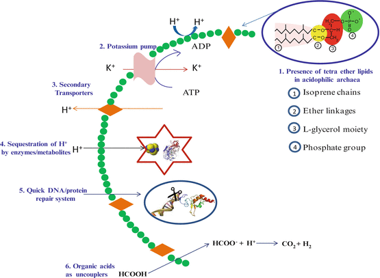 Acidophilic Microbes: Biology and Applications | SpringerLink