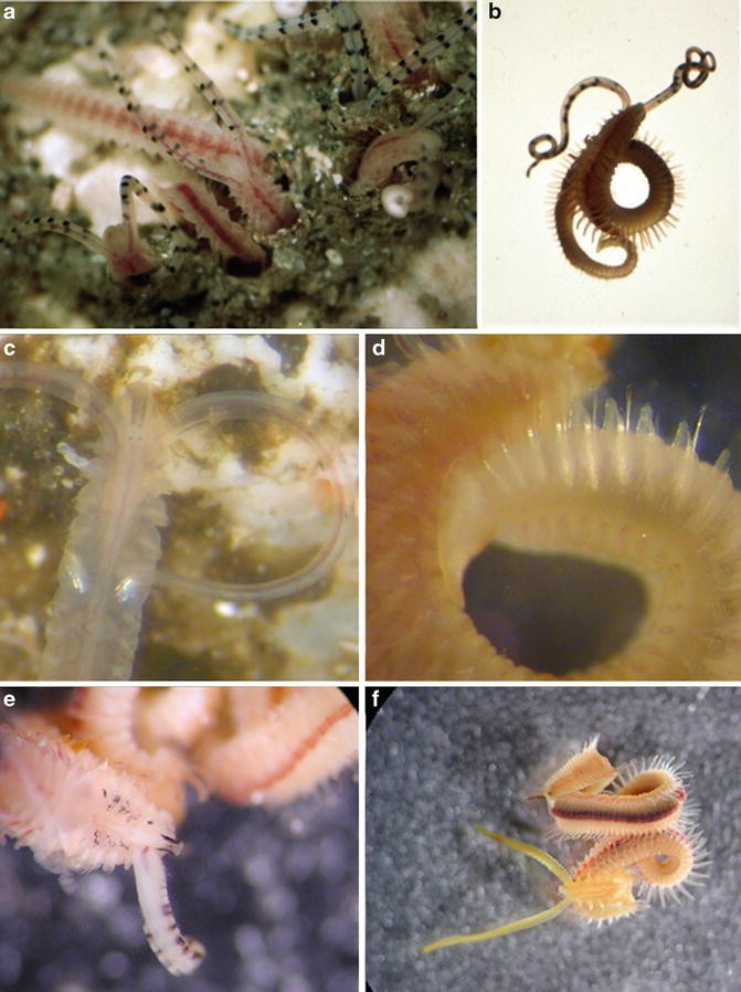 Harmful Shell Borers, Polydora Species (Polychaeta: Spionidae), from ...