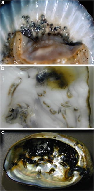 Harmful Shell Borers, Polydora Species (Polychaeta: Spionidae), from ...