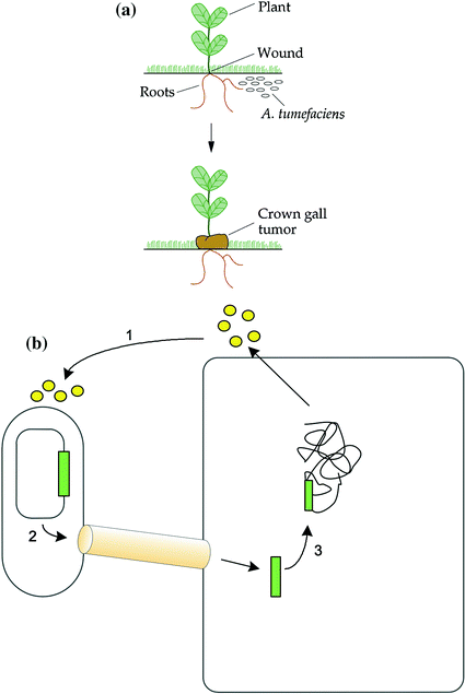Biocontrol Mechanisms | SpringerLink