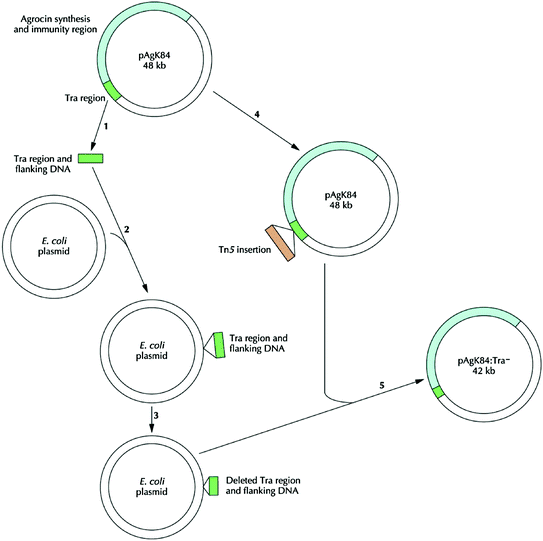 Biocontrol Mechanisms | SpringerLink