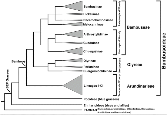 Bamboo Taxonomy and Habitat | SpringerLink
