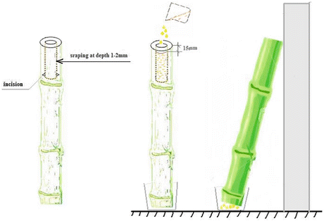 Preservation and Drying of Bamboo | SpringerLink