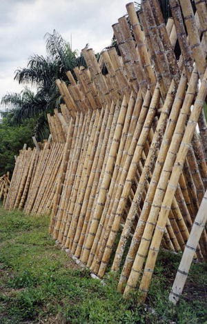 Preservation and Drying of Bamboo | SpringerLink